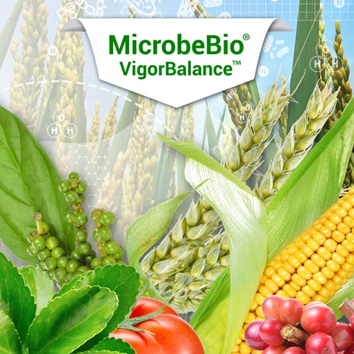 Microbebio-VigorBalance-square | Phân Hữu Cơ Vi Sinh Microbebio Việt Nam